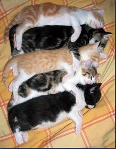 Kitty Stampede: Cats Spooning